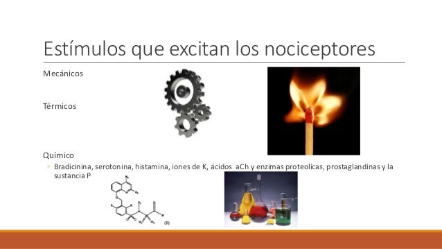 Nociceptores