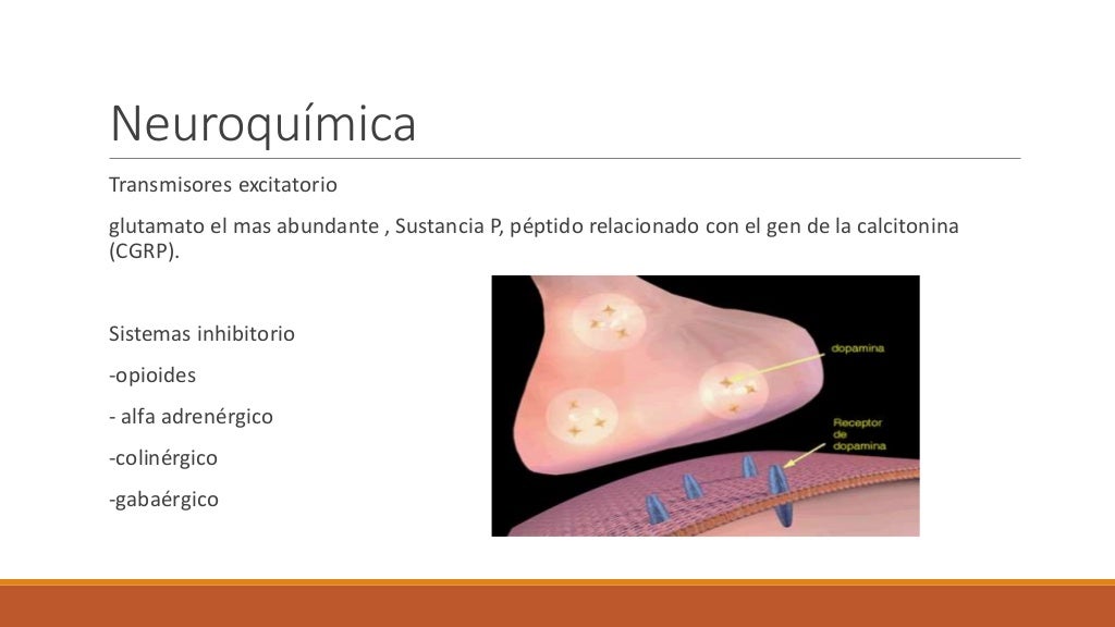 Nociceptores
