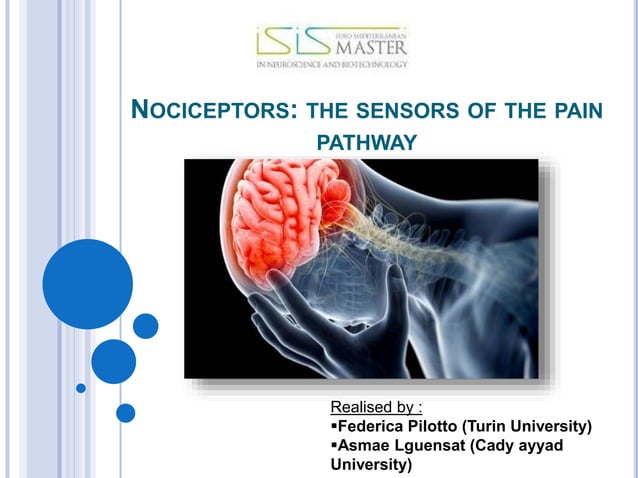 Nociceptors the sensors of the pain pathway | PPTX | Brain and Nervous ...