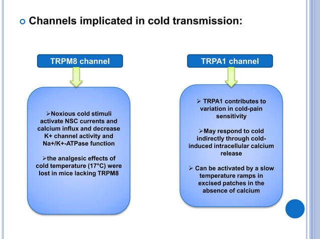 Nociceptors the sensors of the pain pathway | PPT
