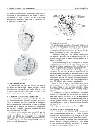 Nociones básicas de anatomía, fisiología y patología cardiaca ...