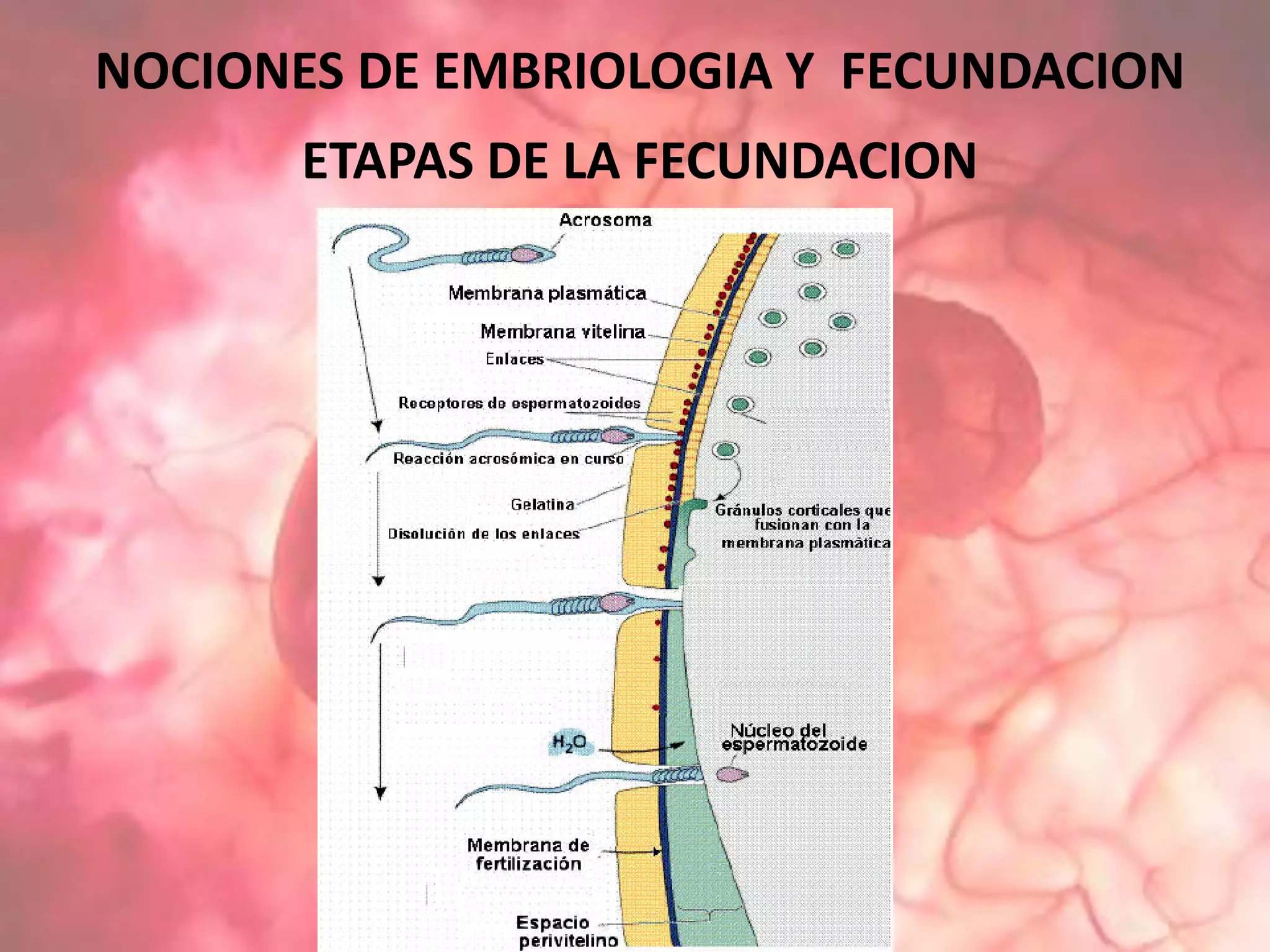 Tema N°13. Nociones de Embriología Fecundación | PPT