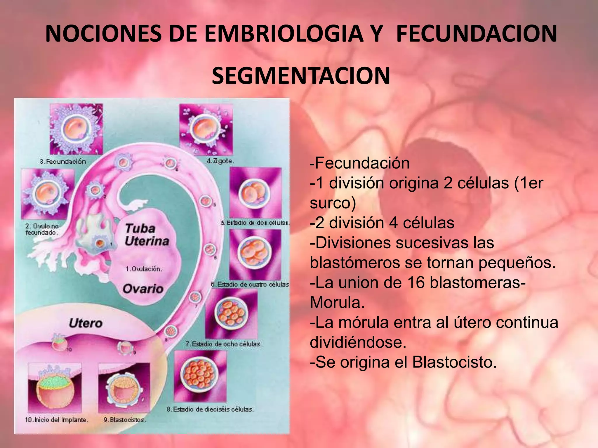 Tema N°13. Nociones de Embriología Fecundación | PPT