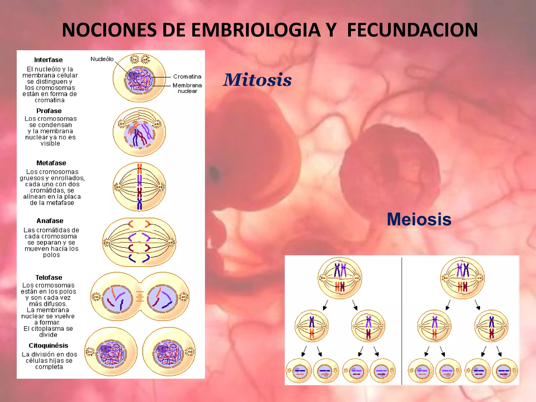 Tema N°13. Nociones de Embriología Fecundación | PPT