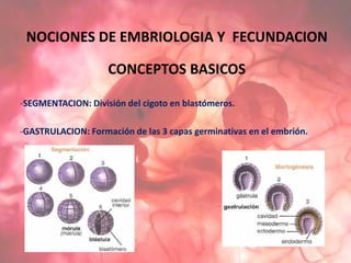 Tema N°13. Nociones de Embriología Fecundación | PDF