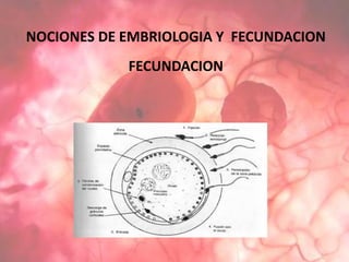Tema N°13. Nociones de Embriología Fecundación | PDF