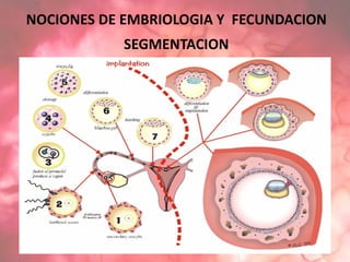Tema N°13. Nociones de Embriología Fecundación | PDF