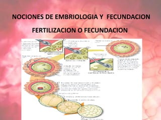 Tema N°13. Nociones de Embriología Fecundación | PDF