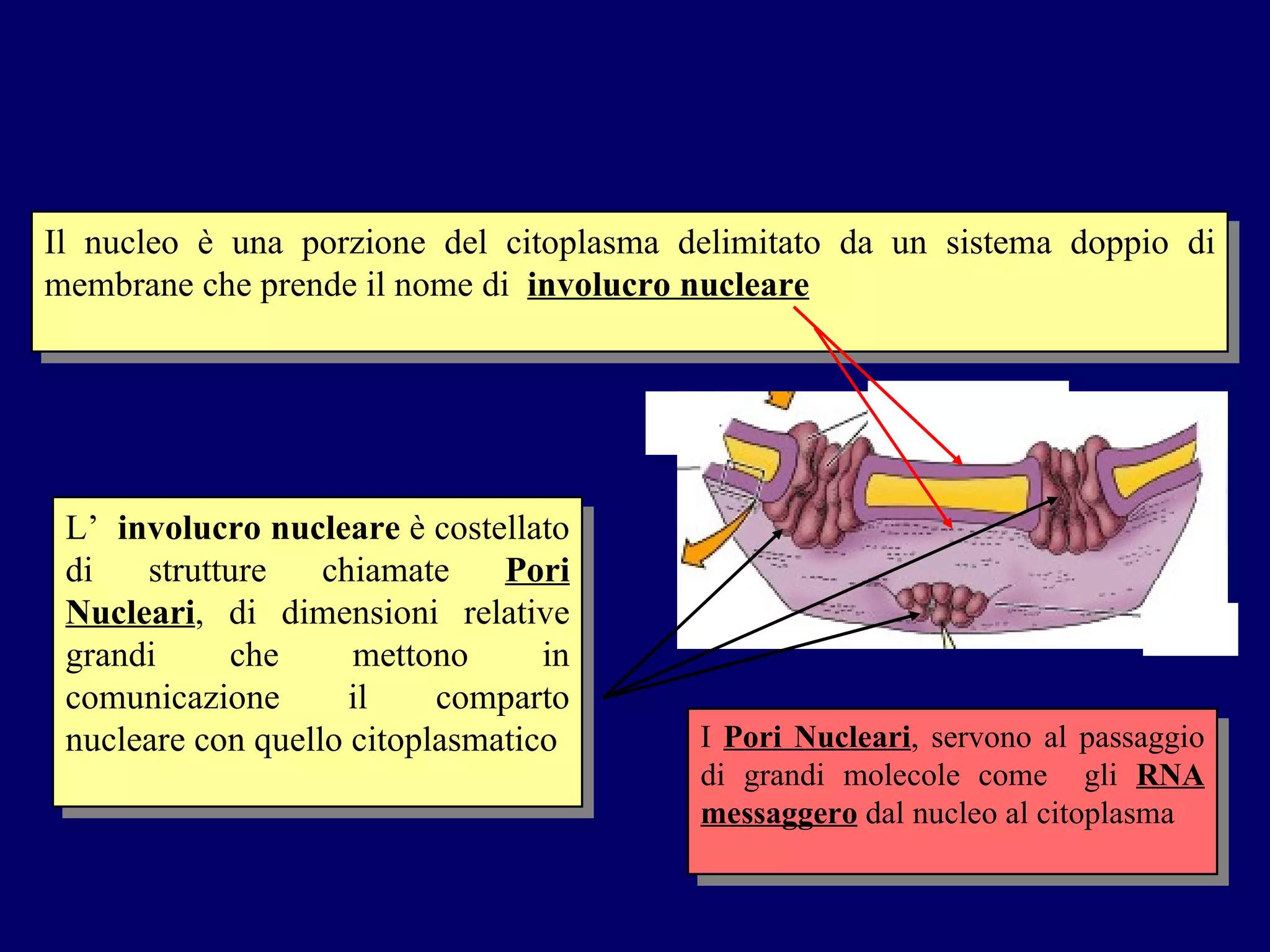 Nocleo struttura e funzione | PPT