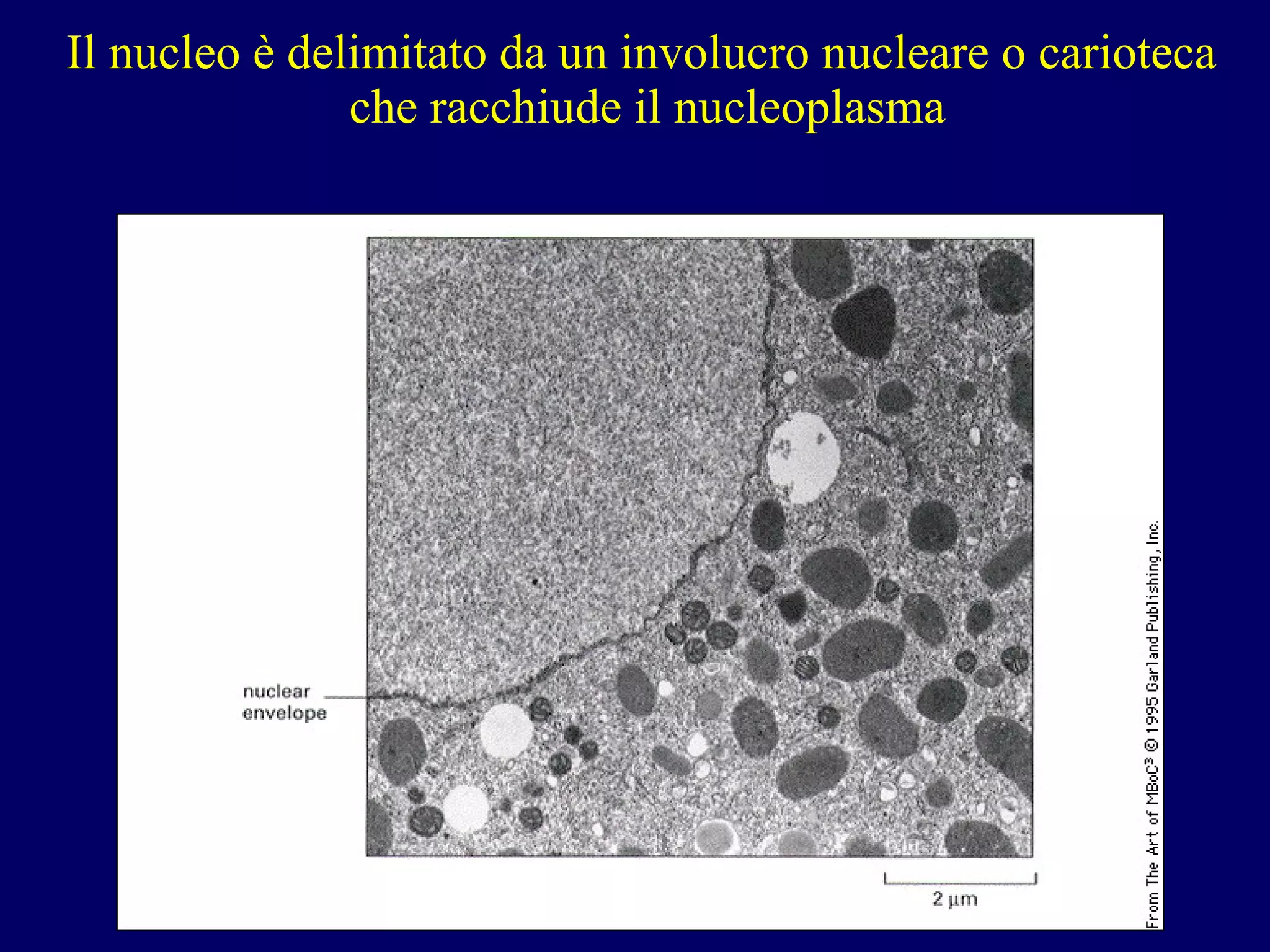 Nocleo struttura e funzione | PPT