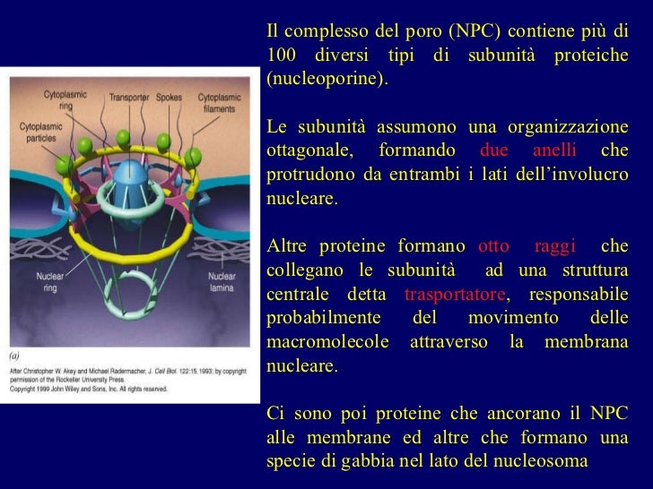 Nocleo struttura e funzione