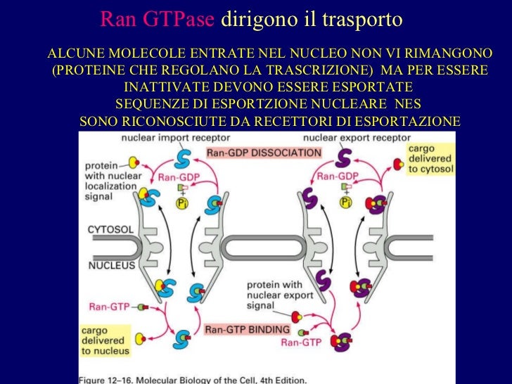 Nocleo struttura e funzione