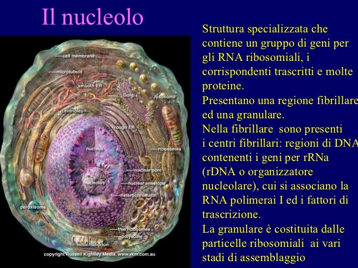 Nocleo struttura e funzione