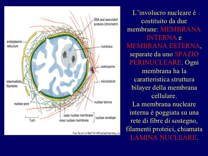 Nocleo struttura e funzione