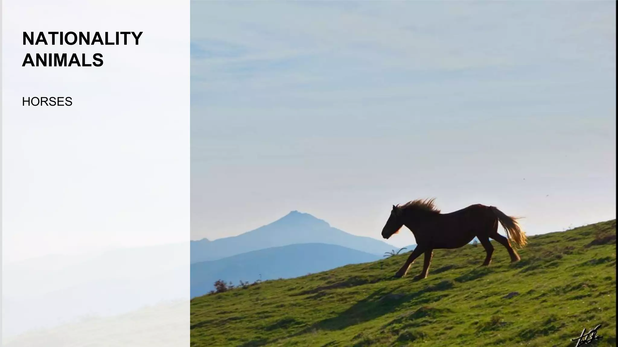 Nocturnal animals | PPTX