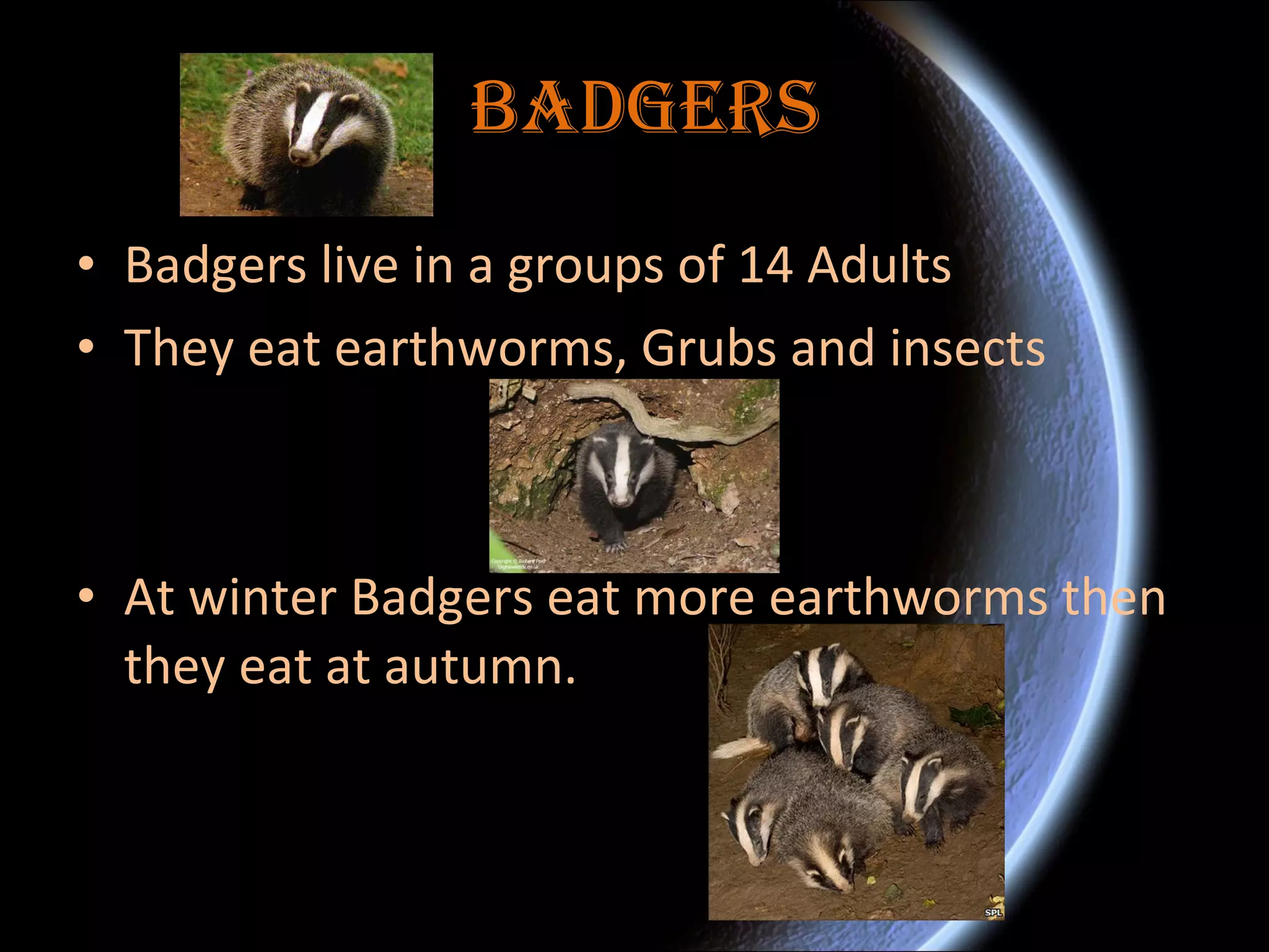Nocturnal animals ben d | PPT | Birds | Pets