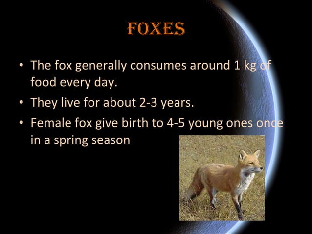 Nocturnal animals ben d | PPT | Birds | Pets