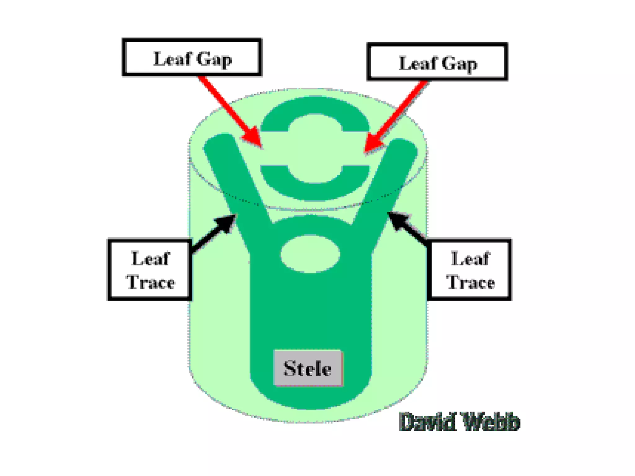 Nodal Anatomy | PPTX