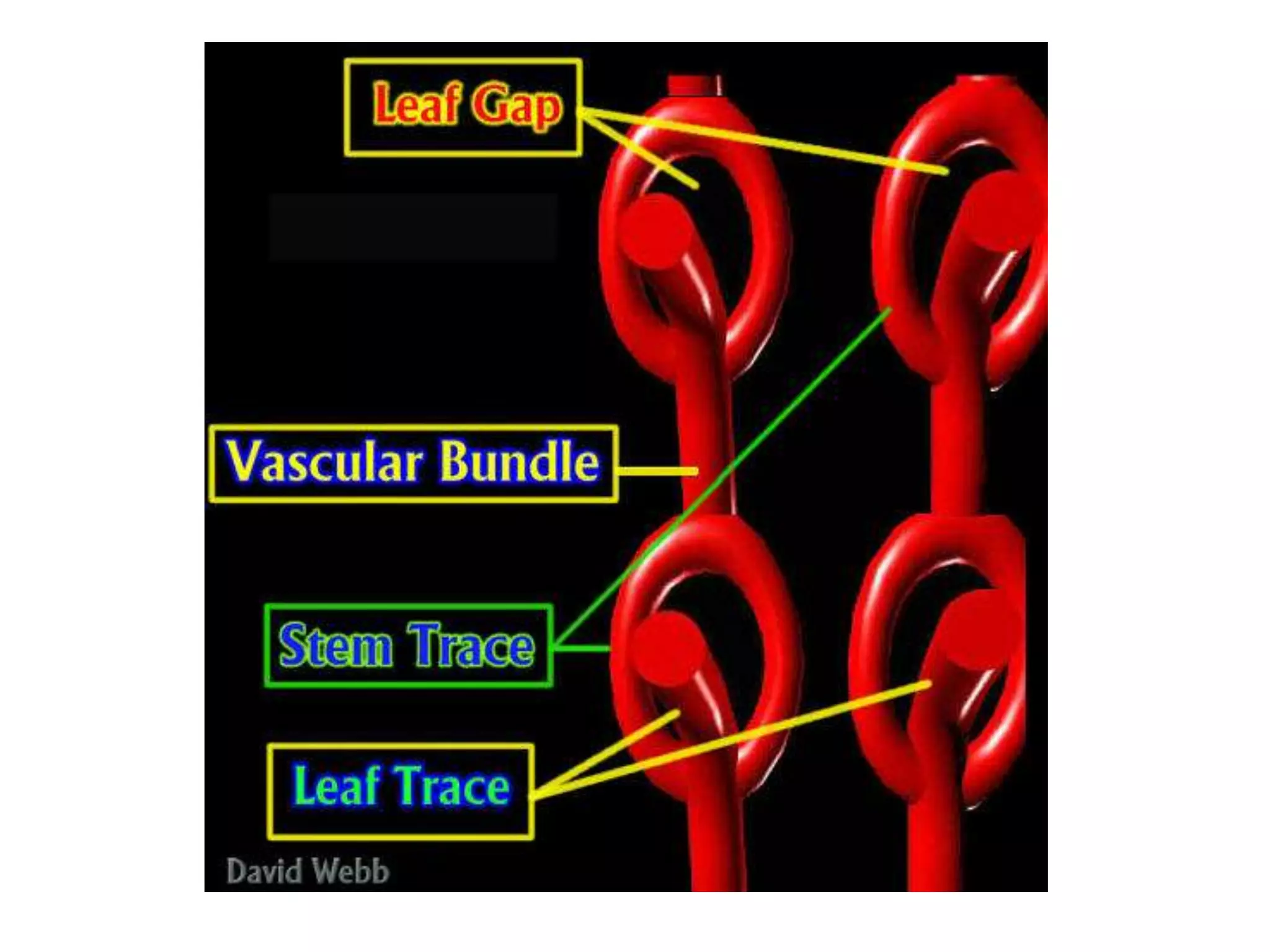Nodal Anatomy | PPTX