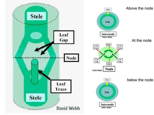 Nodal Anatomy | PPTX | Biological Sciences | Science