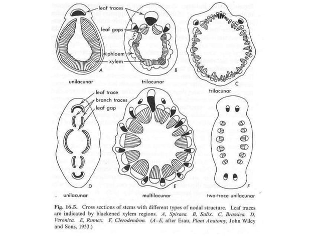 Nodal Anatomy | PPTX | Biological Sciences | Science