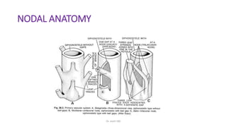 NODAL ANATOMY_TYPES OF NODE AND PHYLOGENETIC VIEWS | PDF