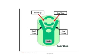NODAL ANATOMY_TYPES OF NODE AND PHYLOGENETIC VIEWS | PDF