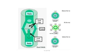 NODAL ANATOMY_TYPES OF NODE AND PHYLOGENETIC VIEWS | PDF