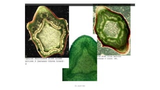 NODAL ANATOMY_TYPES OF NODE AND PHYLOGENETIC VIEWS | PDF