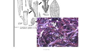 NODAL ANATOMY_TYPES OF NODE AND PHYLOGENETIC VIEWS | PDF