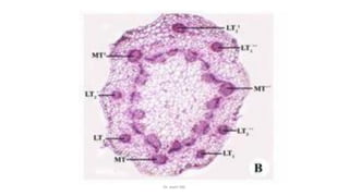 NODAL ANATOMY_TYPES OF NODE AND PHYLOGENETIC VIEWS | PDF