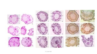 NODAL ANATOMY_TYPES OF NODE AND PHYLOGENETIC VIEWS | PDF