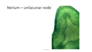 NODAL ANATOMY_TYPES OF NODE AND PHYLOGENETIC VIEWS | PDF