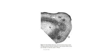 NODAL ANATOMY_TYPES OF NODE AND PHYLOGENETIC VIEWS | PDF