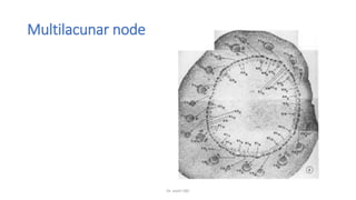 NODAL ANATOMY_TYPES OF NODE AND PHYLOGENETIC VIEWS | PDF