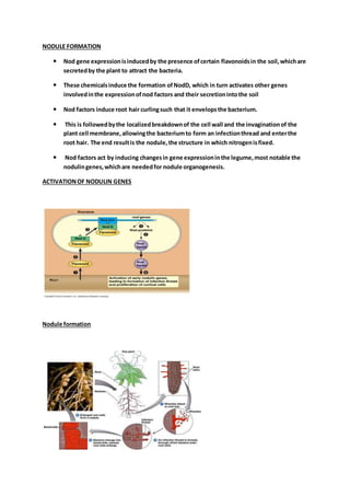 role of nodulin genes in nodule development | DOCX