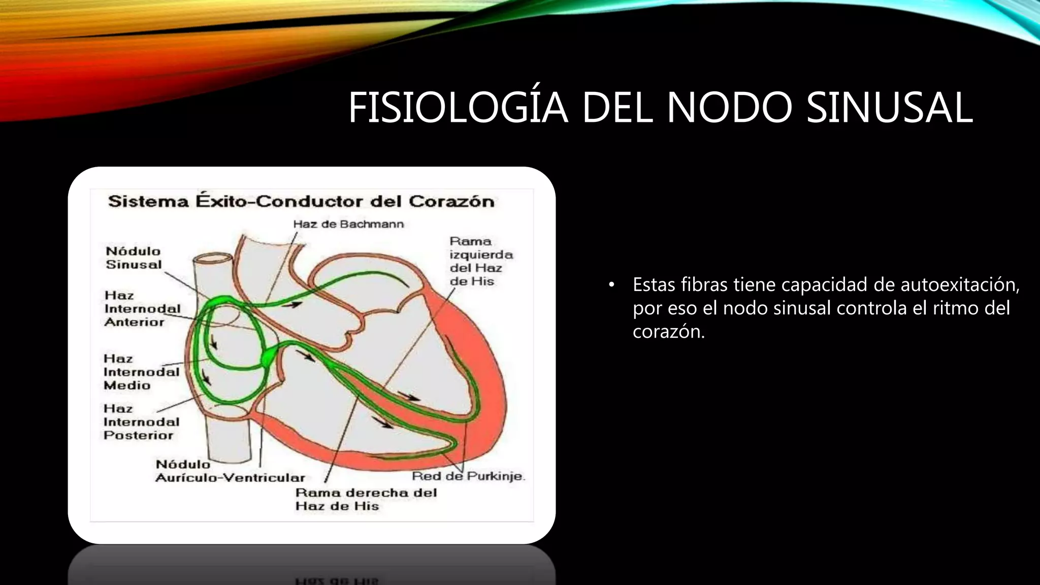 Nodo sinusal(keith y flack) como | PPTX