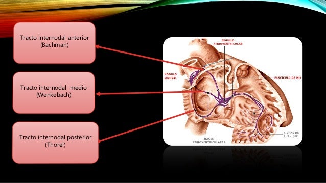 Nodo sinusal(keith y flack) como