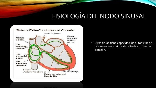 Nodo sinusal(keith y flack) como