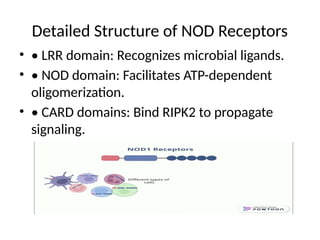 NOD Receptors (NOD 1 &NOD 2RECEPTORS, ROLE AND IMPORTANCE) | PPTX