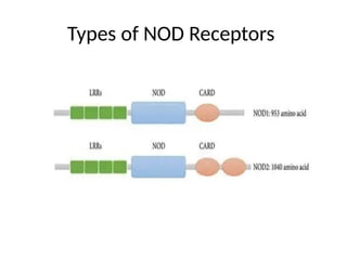 NOD Receptors (NOD 1 &NOD 2RECEPTORS, ROLE AND IMPORTANCE) | PPTX