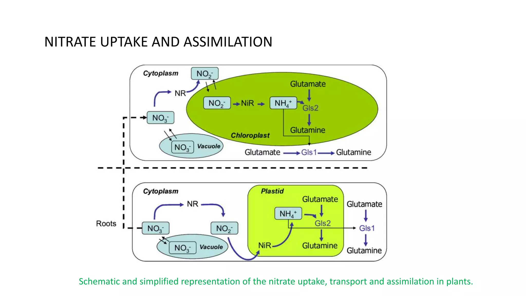 NODULE FORMATION, NOD FACTORS, AND CELL FATE | PPTX