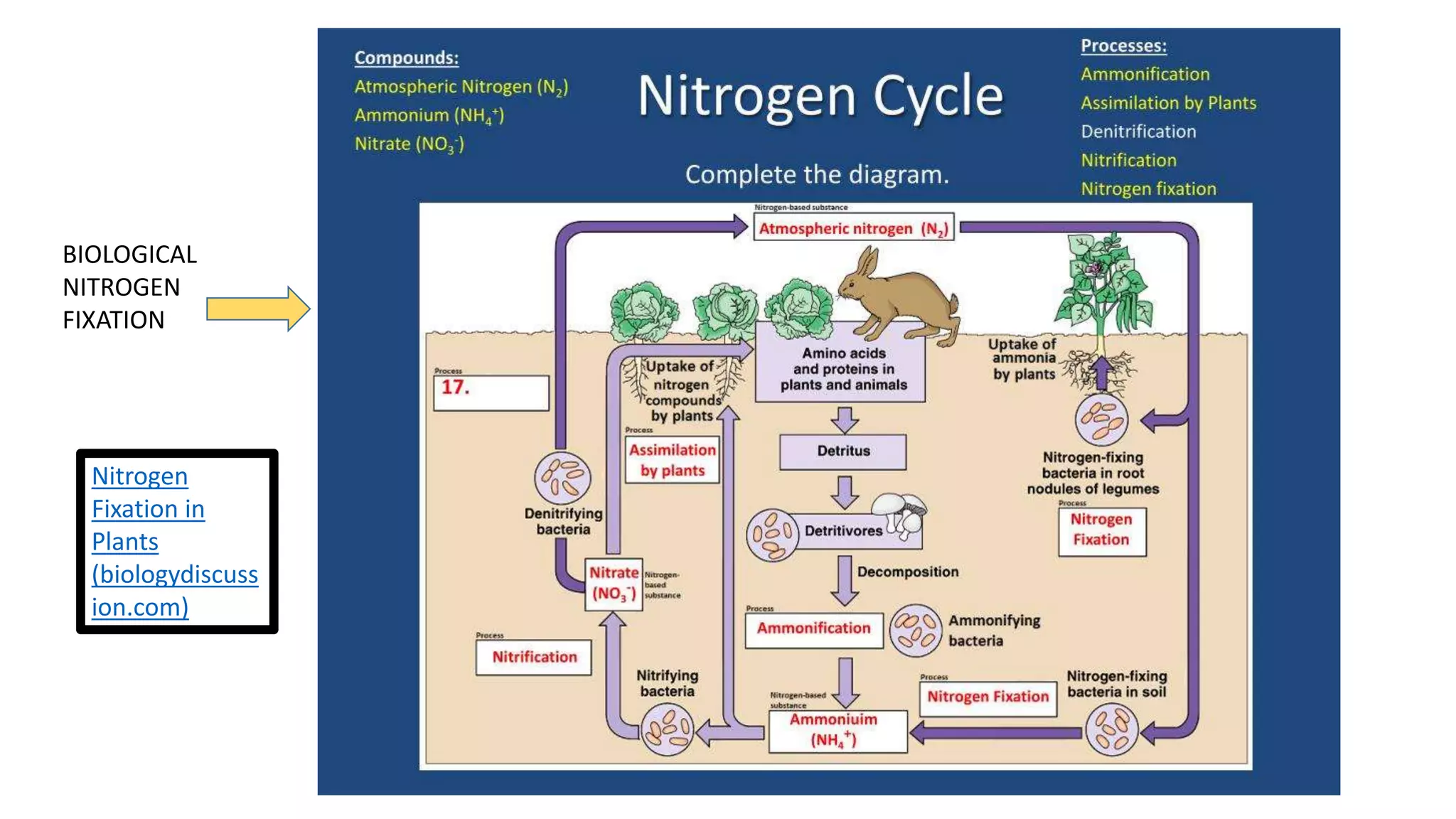 NODULE FORMATION, NOD FACTORS, AND CELL FATE | PPTX