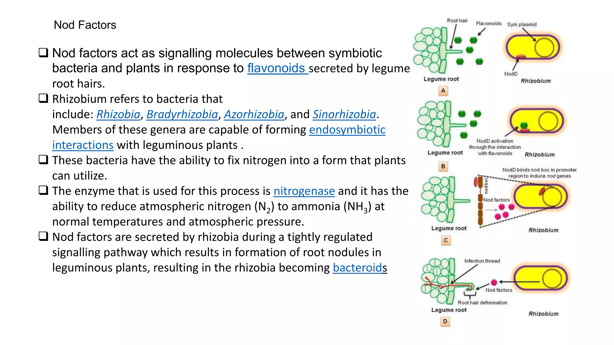 NODULE FORMATION, NOD FACTORS, AND CELL FATE | PPTX