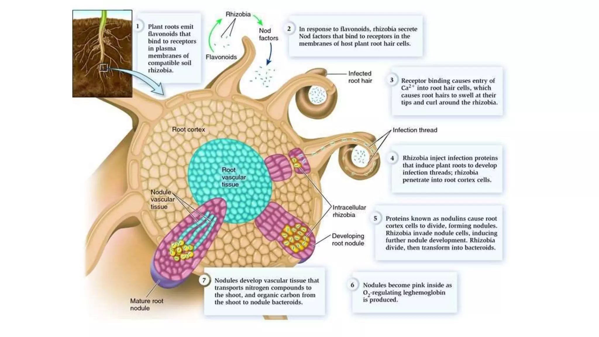 NODULE FORMATION, NOD FACTORS, AND CELL FATE | PPTX