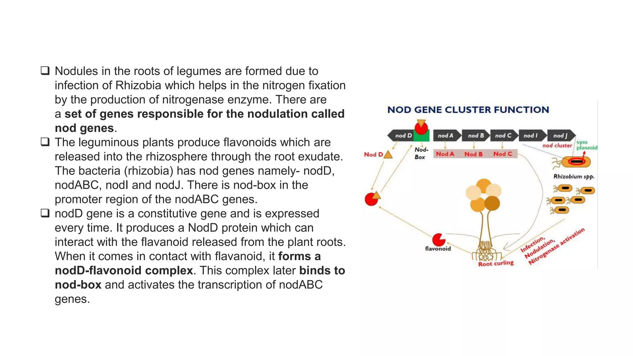 NODULE FORMATION, NOD FACTORS, AND CELL FATE | PPTX