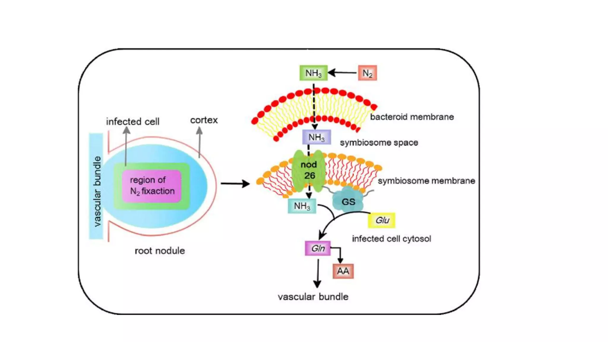 NODULE FORMATION, NOD FACTORS, AND CELL FATE | PPTX