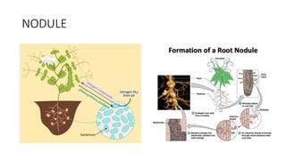 NODULE FORMATION, NOD FACTORS, AND CELL FATE | PPTX