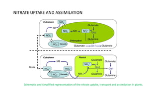NODULE FORMATION, NOD FACTORS, AND CELL FATE | PPTX