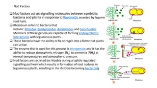 NODULE FORMATION, NOD FACTORS, AND CELL FATE | PPTX